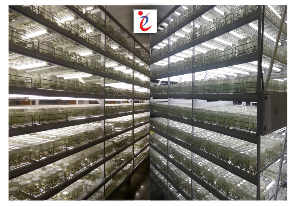 Plant Tissue Culture Rack – ELS Instruments