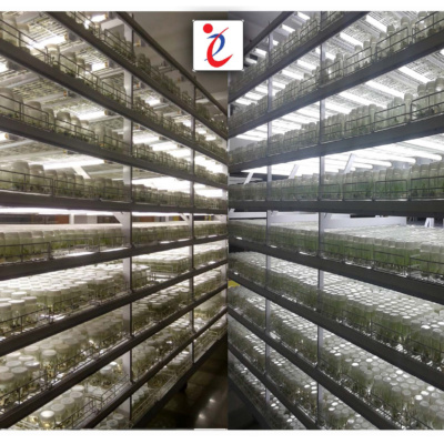 Tissue Culture Tray – ELS Instruments